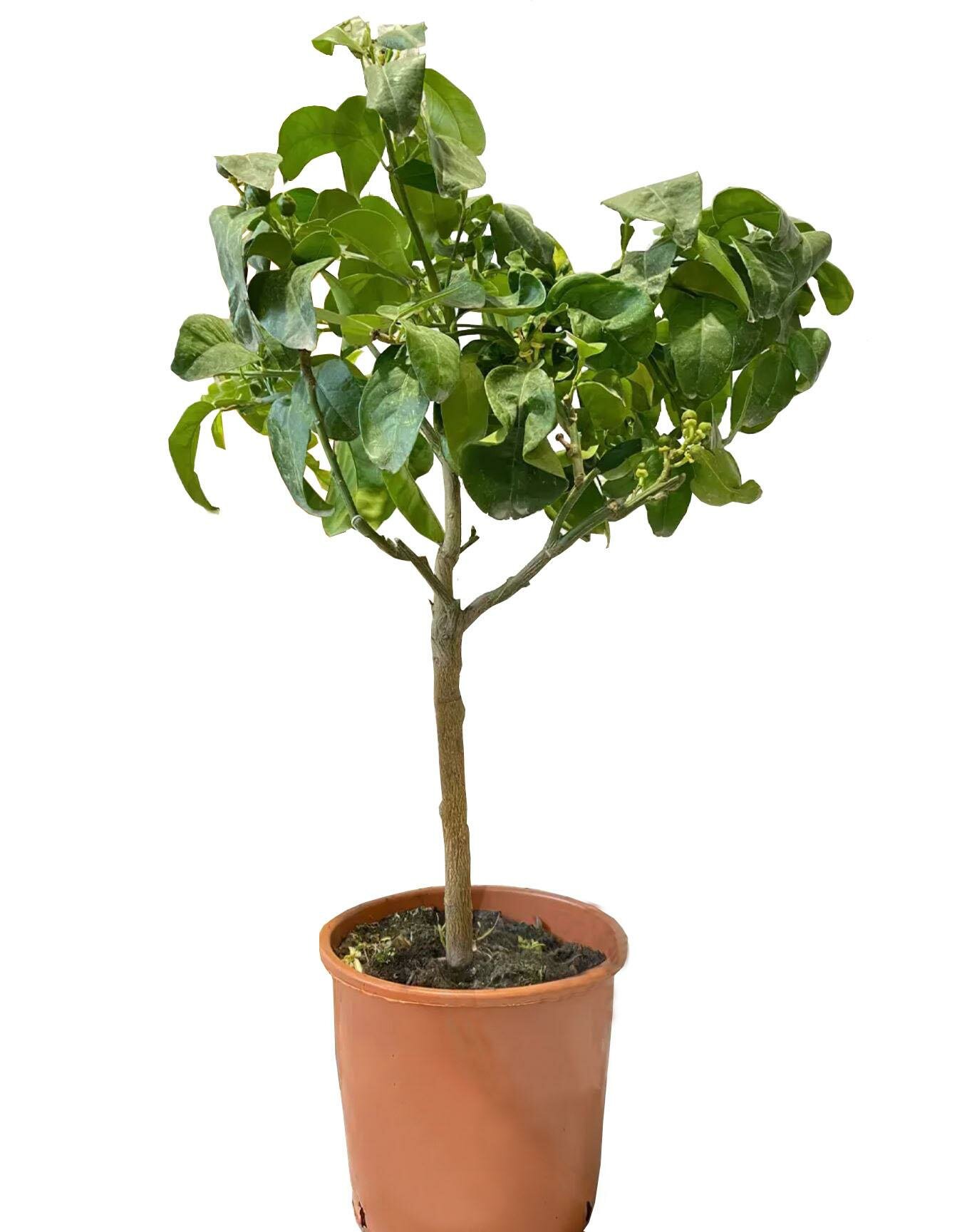 Апельсин Биццария - Citrus sinensis Bizzaria D21 H80