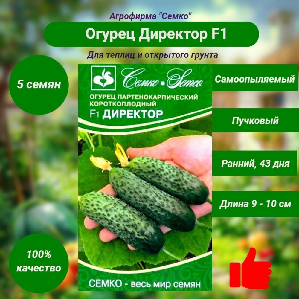 Семена Огурец Директор F1, Семко. 5 семян