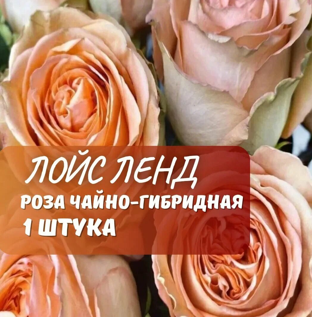 Роза чайно-гибридная Лоис Лейн (Lois Lane) / 1 шт, пионовидная роза