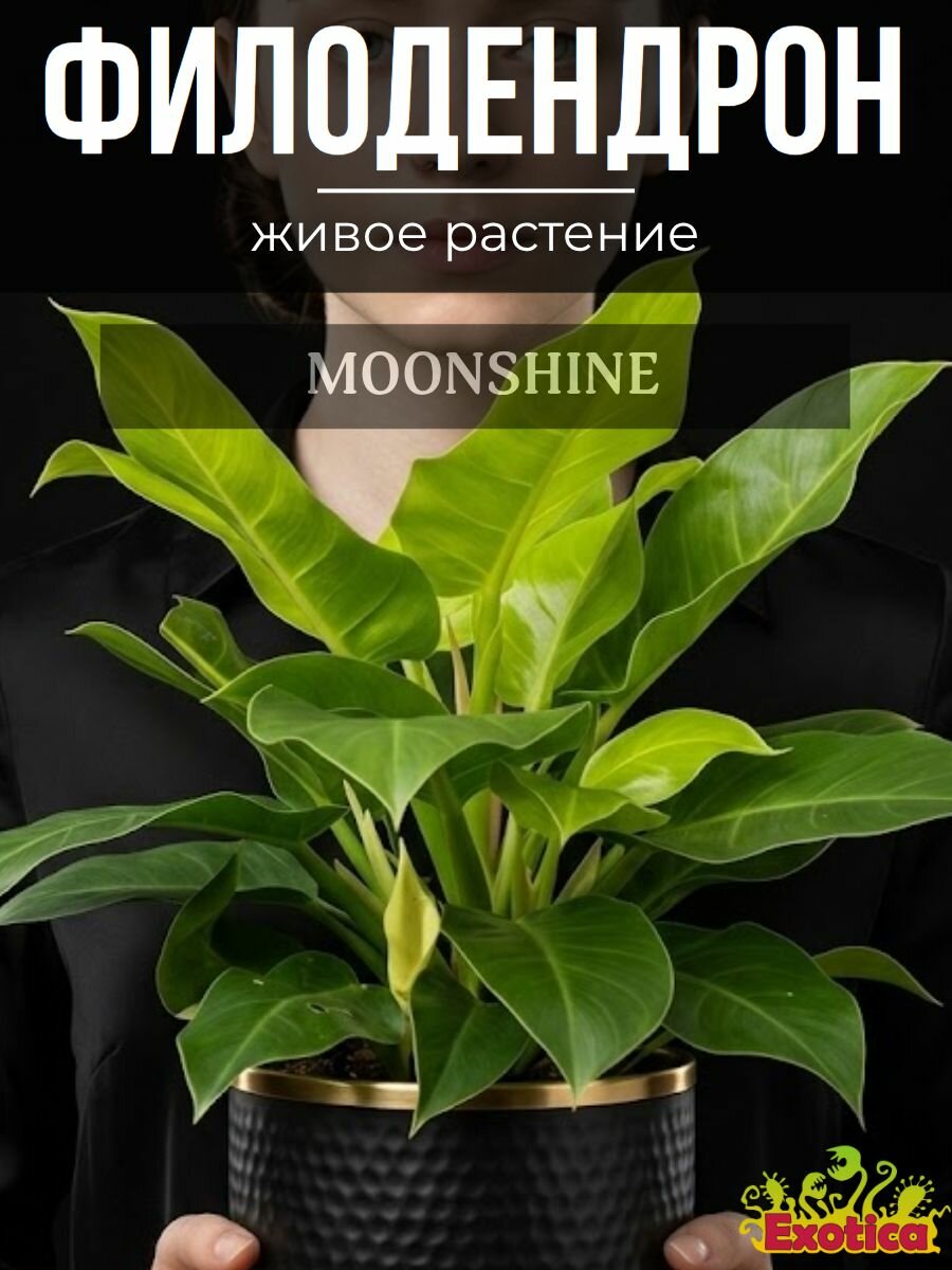 Филодендрон Муншайн (Philodendron Moonshine) D6см, комнатный цветок