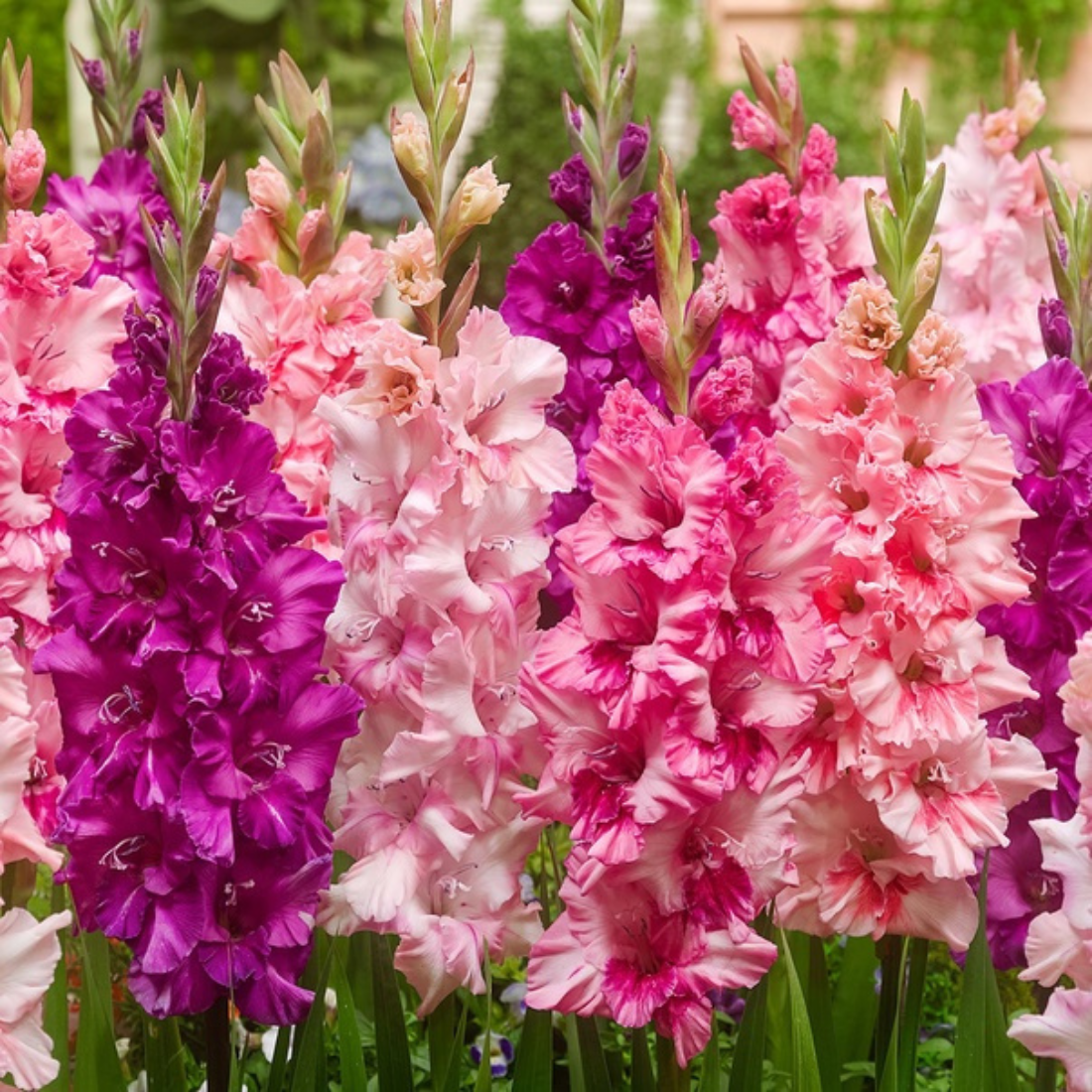 Луковицы цветов , WOW FLOWERS , Гладиолусы Пинк Микс , розовый , ( 10 штук )