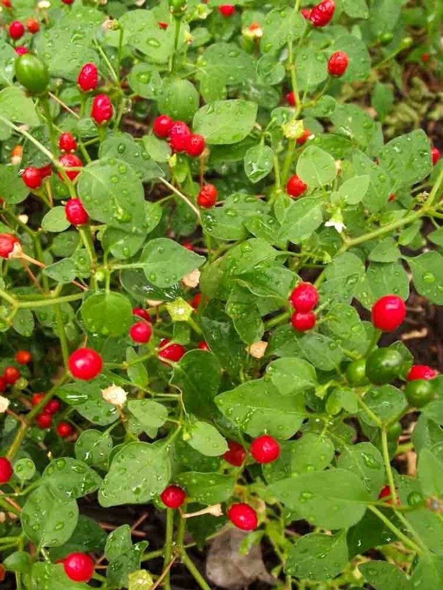 Острый перец Tepin красный семена 5 штук