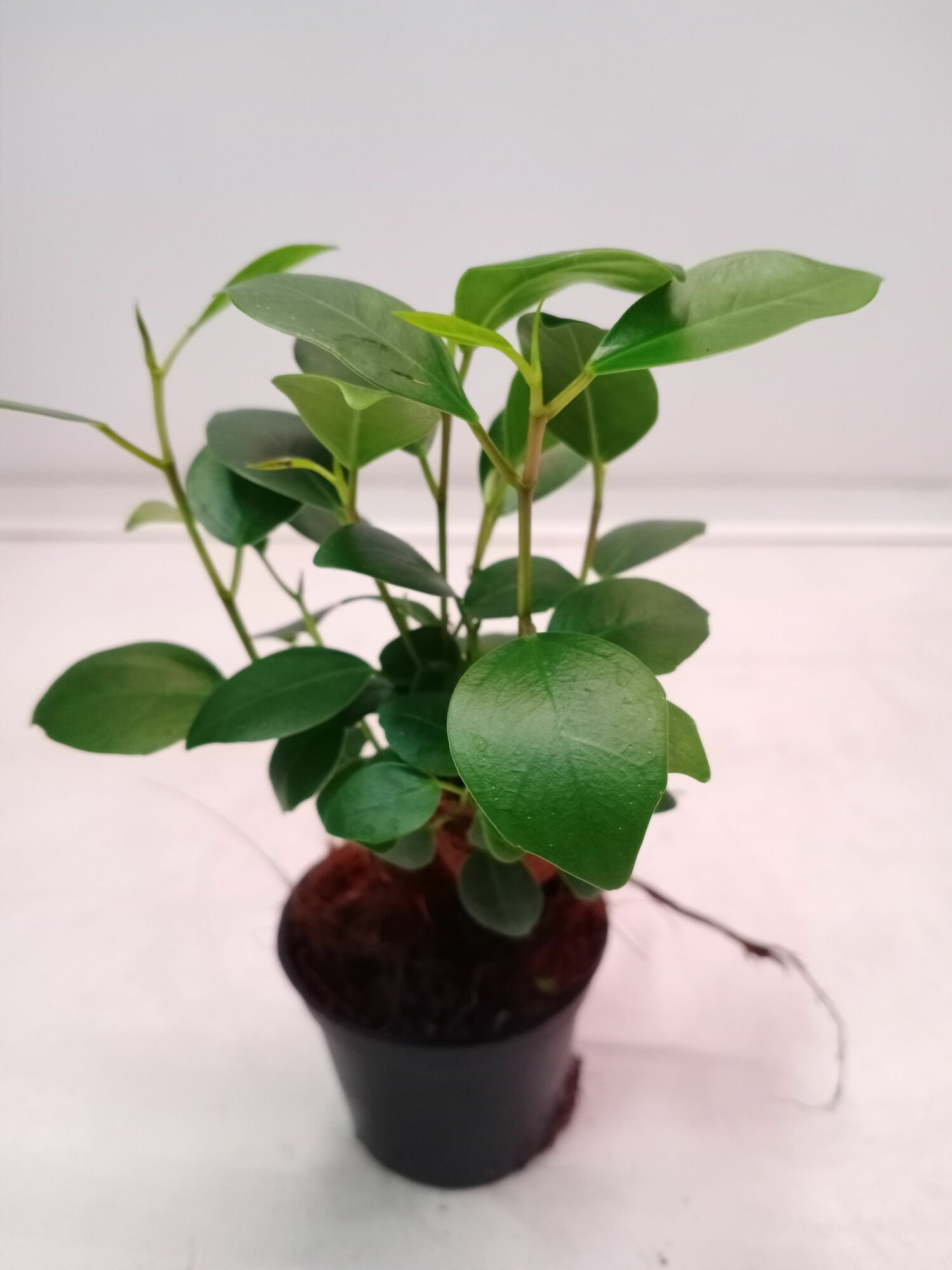 Бонсай фикус микрокарпа Гинсенг 6/15