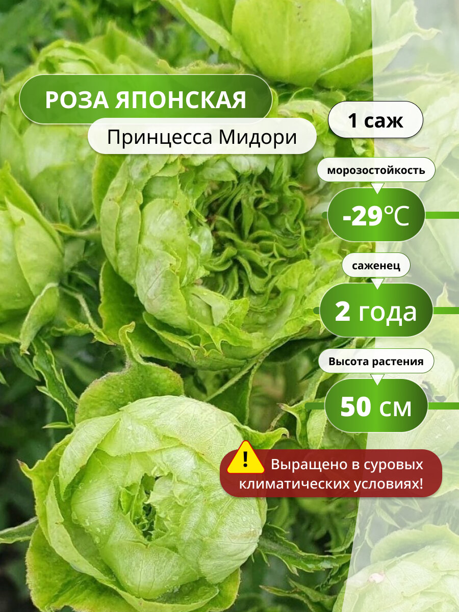 Роза японская Принцесса Мидори (Princess Midori) / розы зеленые, 1 шт