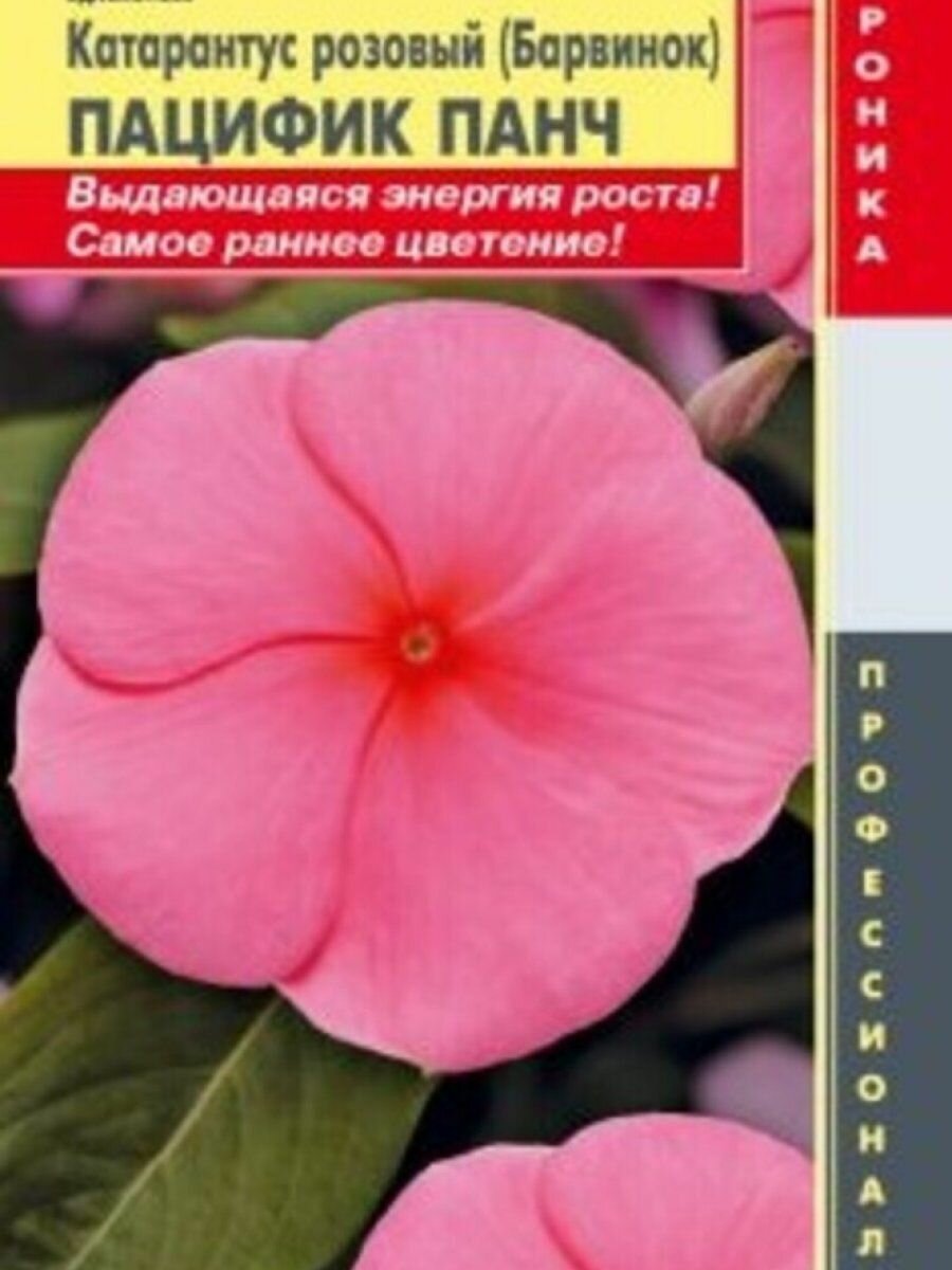 Катарантус розовый (Барвинок) Пацифик Панч 8 шт, Плазменные семена