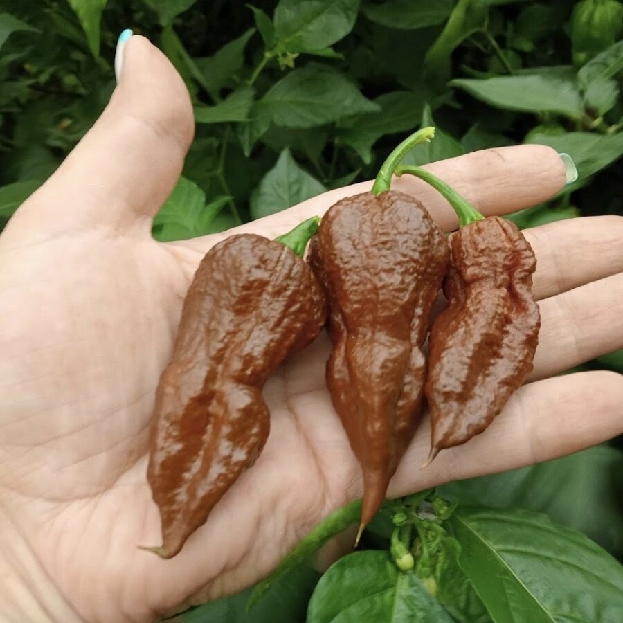 Семена Орешка Перец острый Chocolate Ghost Jami 5 ШТ