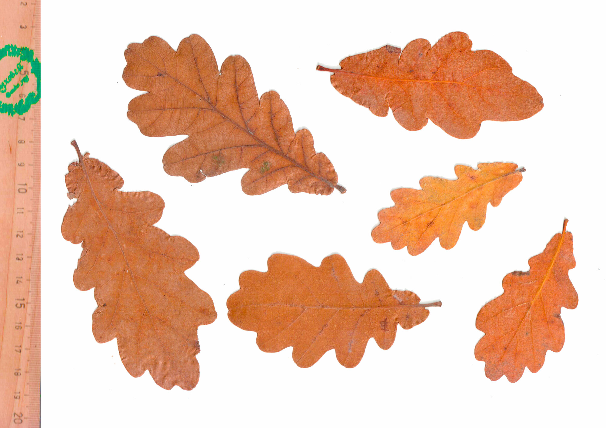 Плоские сухоцветы - Дуб черешчатый, осенние листья для заливки смолой и рукоделия, 10 шт
