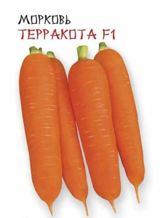 Коллекционные семена моркови Теракота F1