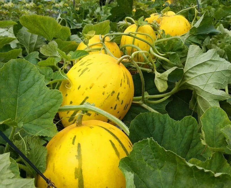 Коллекционные семена дыни Фестиваль Оранж