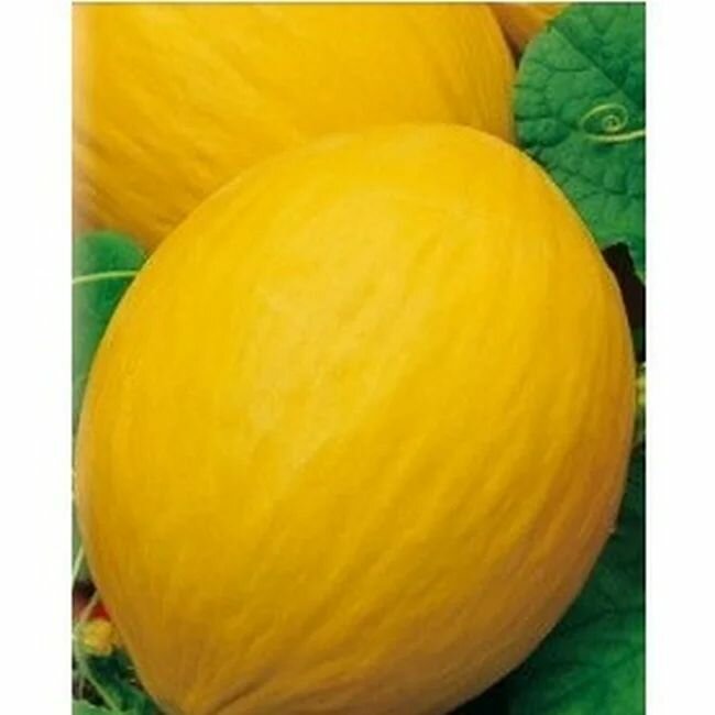 Коллекционные семена дыни Казачка