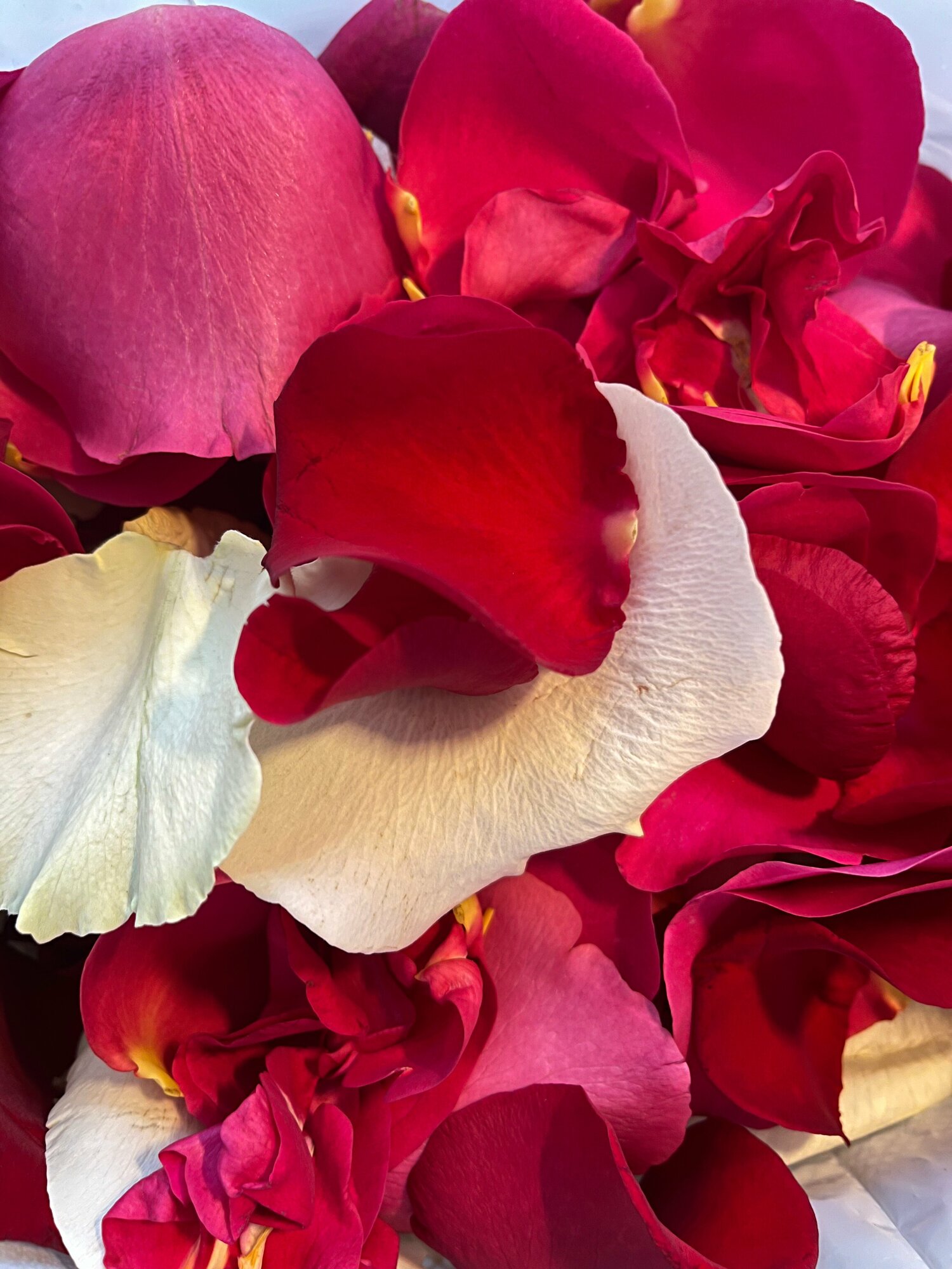 Лепестки роз свежие для ванны, лепестки роз для романтики, лепестки роз для украшения