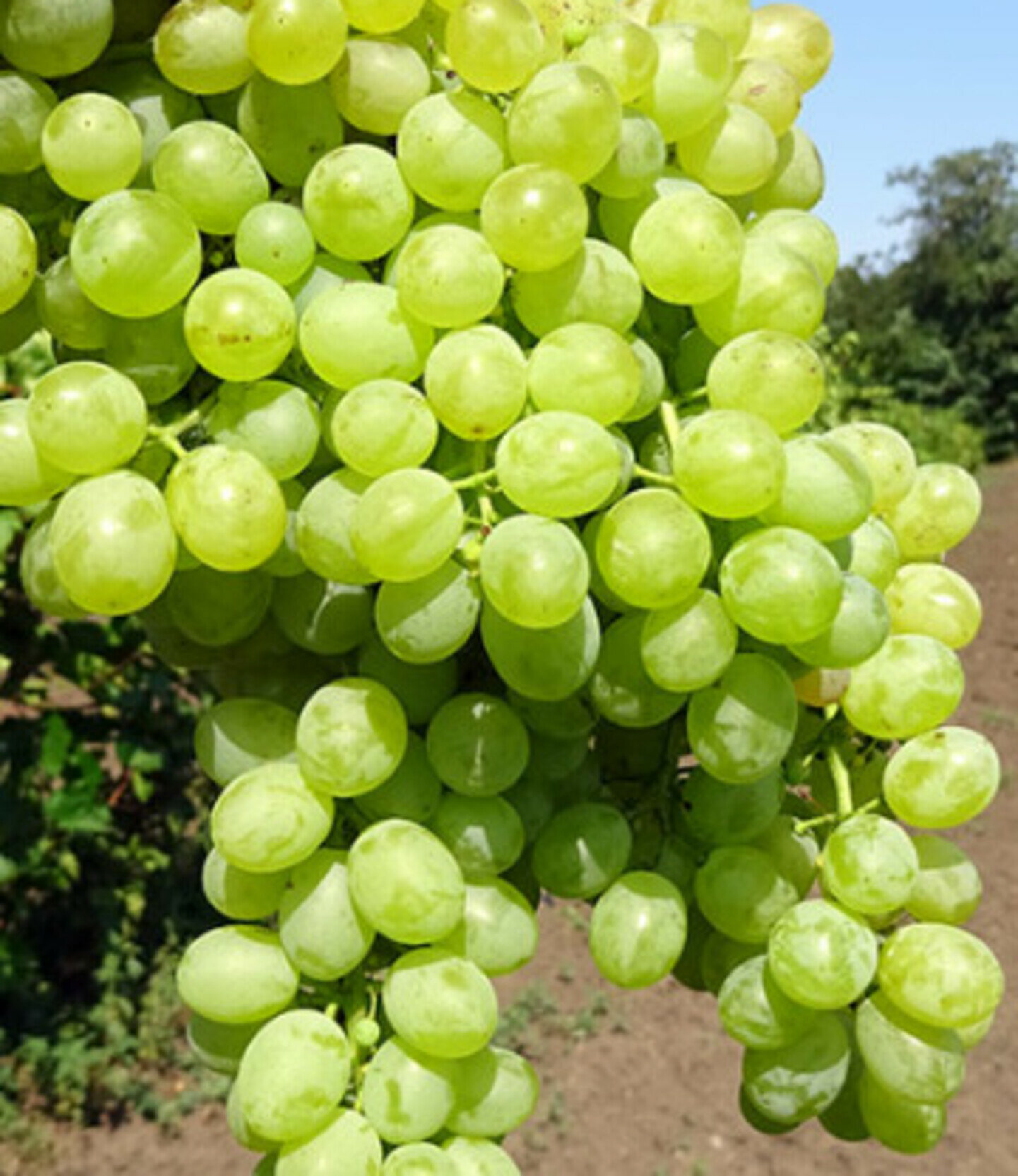 Виноград кишмиш Коктейль / 1 шт, раннеспелый сорт, бессемянный