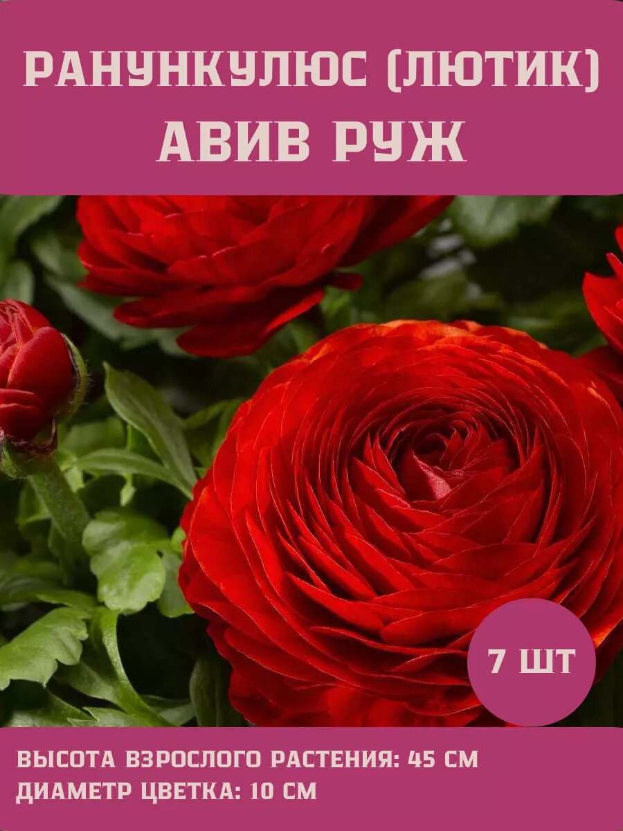Ранункулюс луковицы /Цветок лютика азиатского