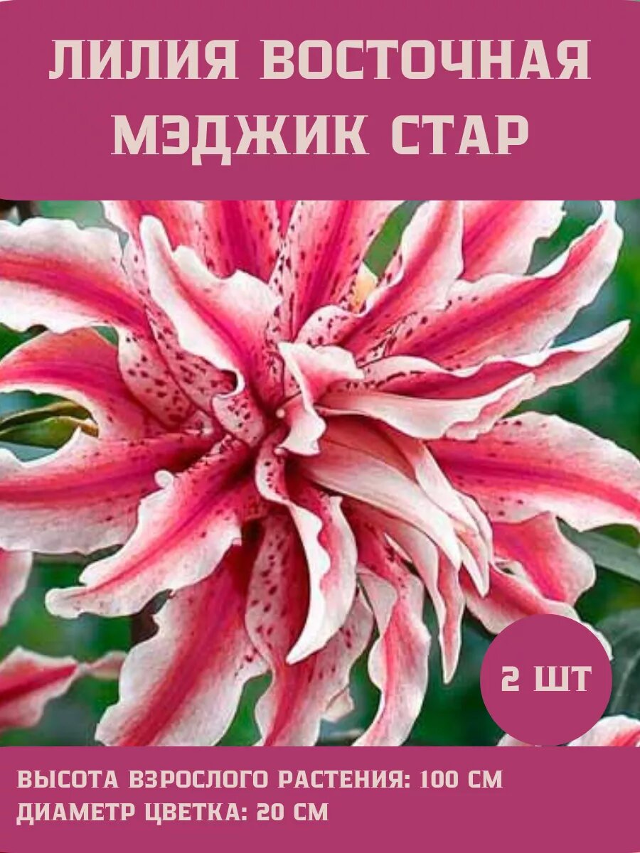Лилия Восточная ; Лилия Мэджик Стар
