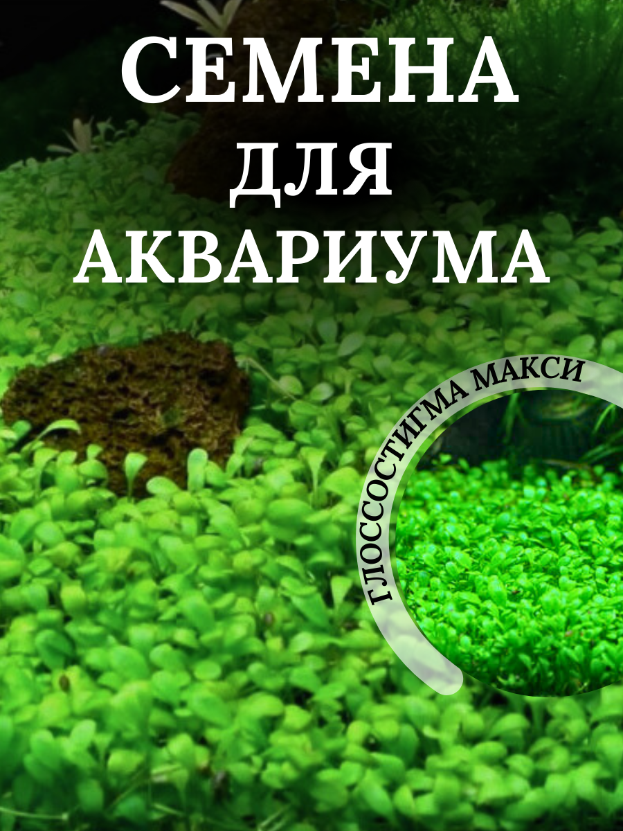 Семена растений для аквариума "Glossostigma elatinoides"