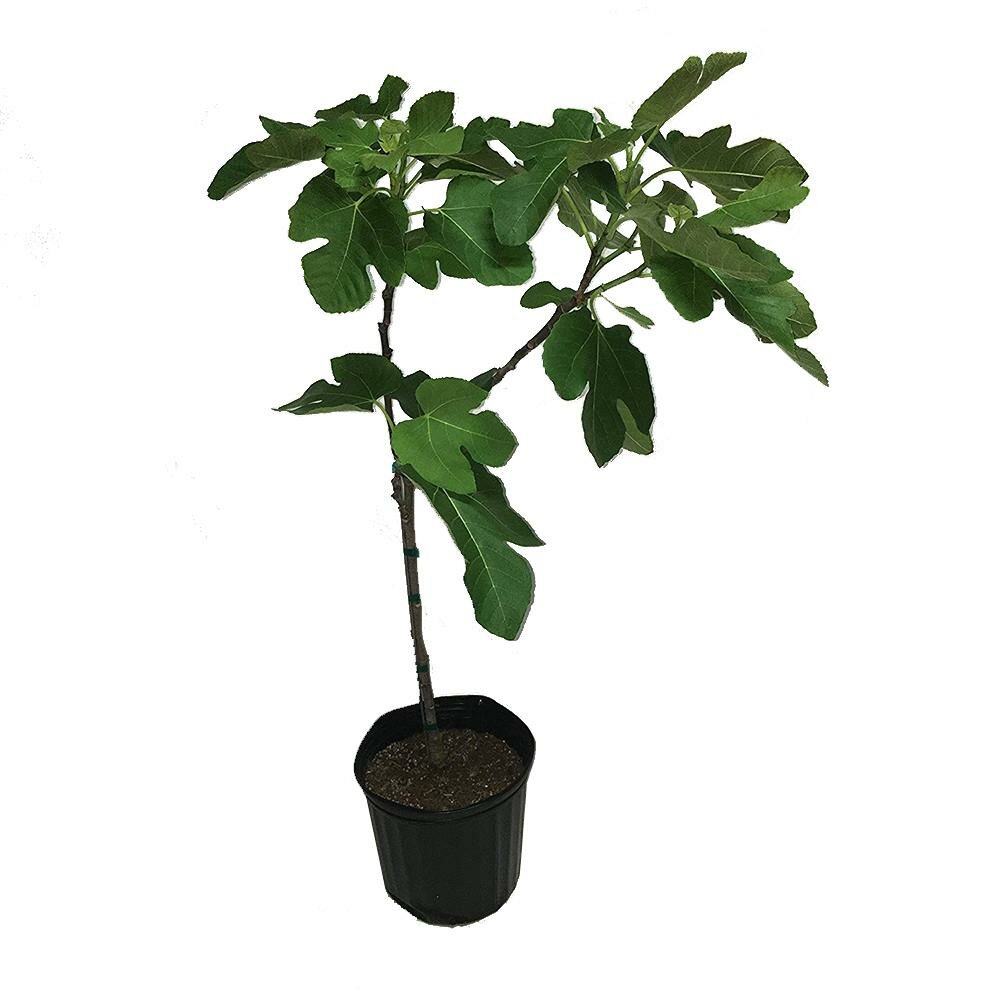 Инжир Турецкий черный - Ficus carica Brown Turkey D14 H50