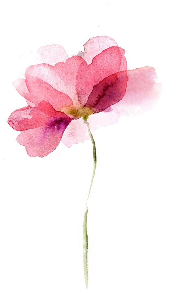 Постер / Плакат / Картина Красный бутон 50х70 см в подарочном тубусе