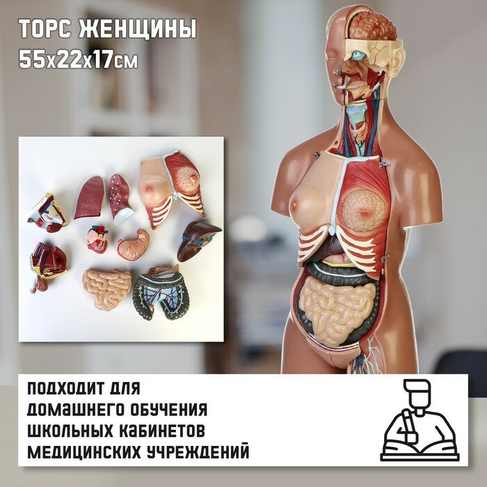 Анатомическая модель «Макет торса женщины», разборный, 55×22×17 см
