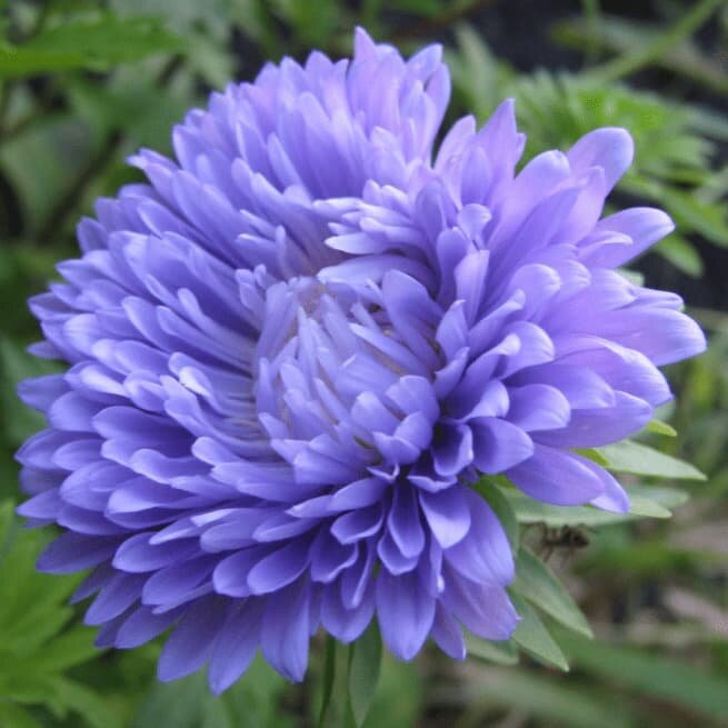 Астра пионовидная Синяя башня (0,3 гр.), Агрофирма Поиск, Россия