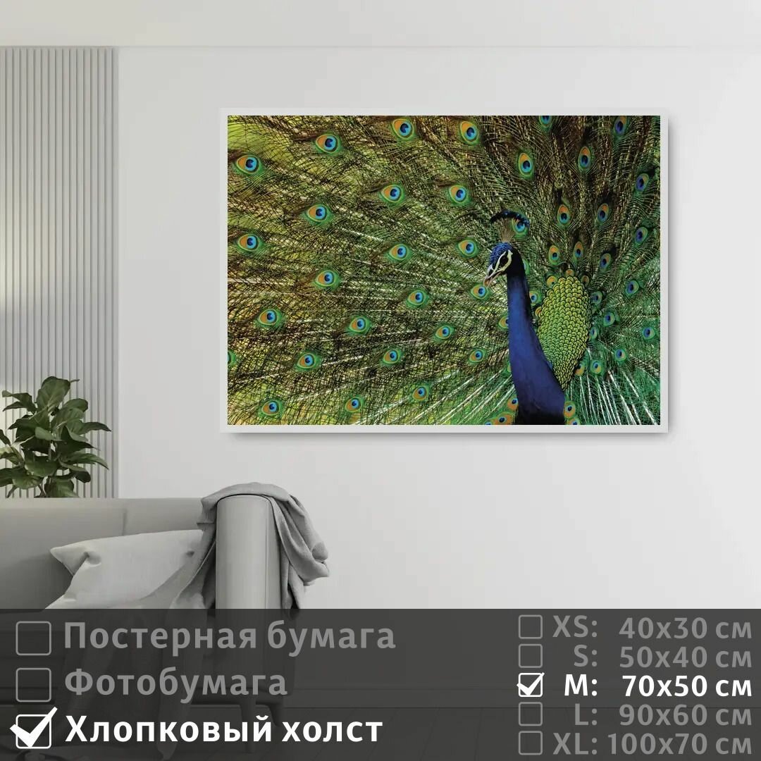 Постер на холсте Павлин С Распущенным Хвостом 70х50 см ПолиЦентр