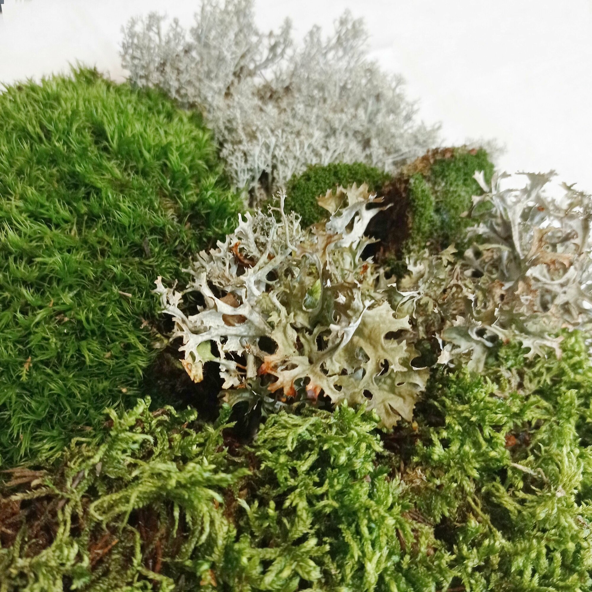 Набор для мохариума из 3 видов мха: кладония, цетрария, сфагнум + грунт 2,5л.