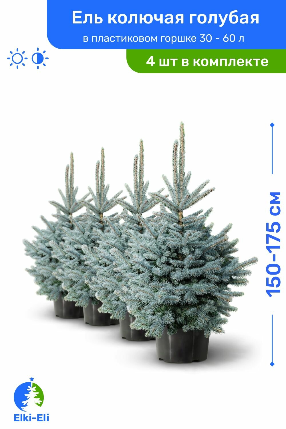 Ель колючая голубая 150-175 см в пластиковом горшке 30-60 л, саженец, хвойное живое растение, комплект из 4 шт