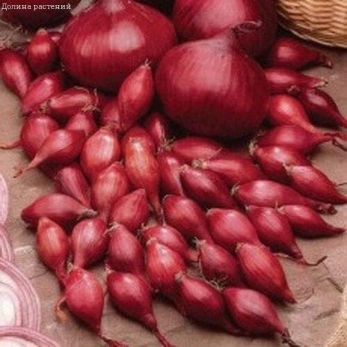 Лук-севок Кармен (500 гр.), Нидерланды