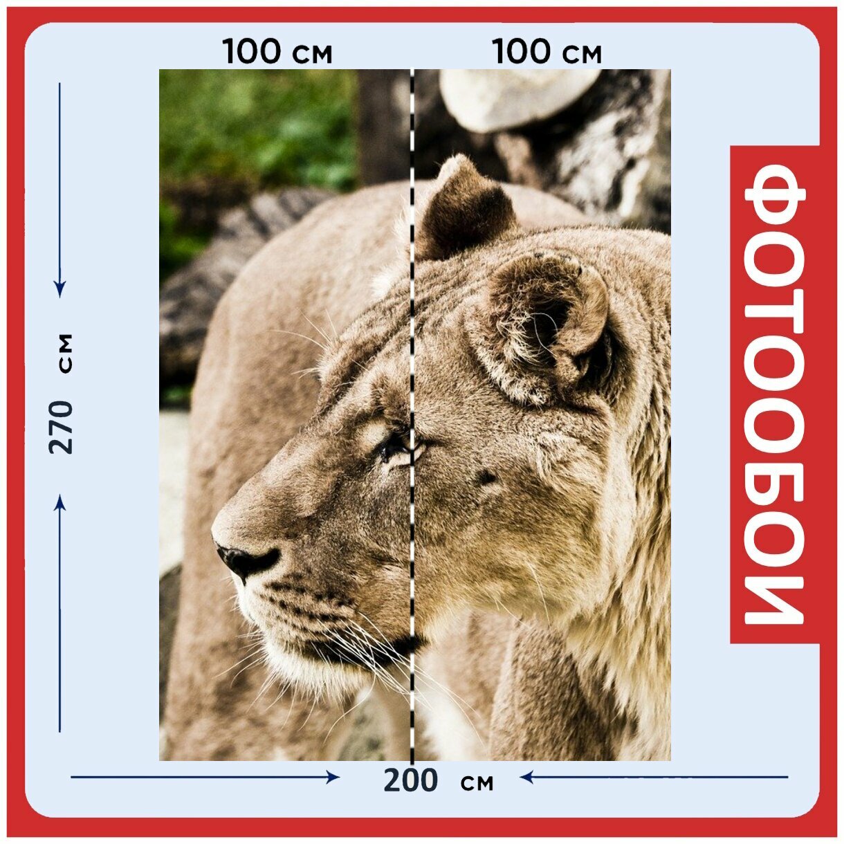 Фотообои "Львица, лев, дикая кошка" 200x270 см. флизелиновыена стену