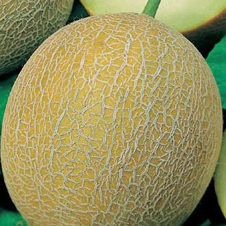 Семена дыни Сахарный Налив (0,5 гр.)