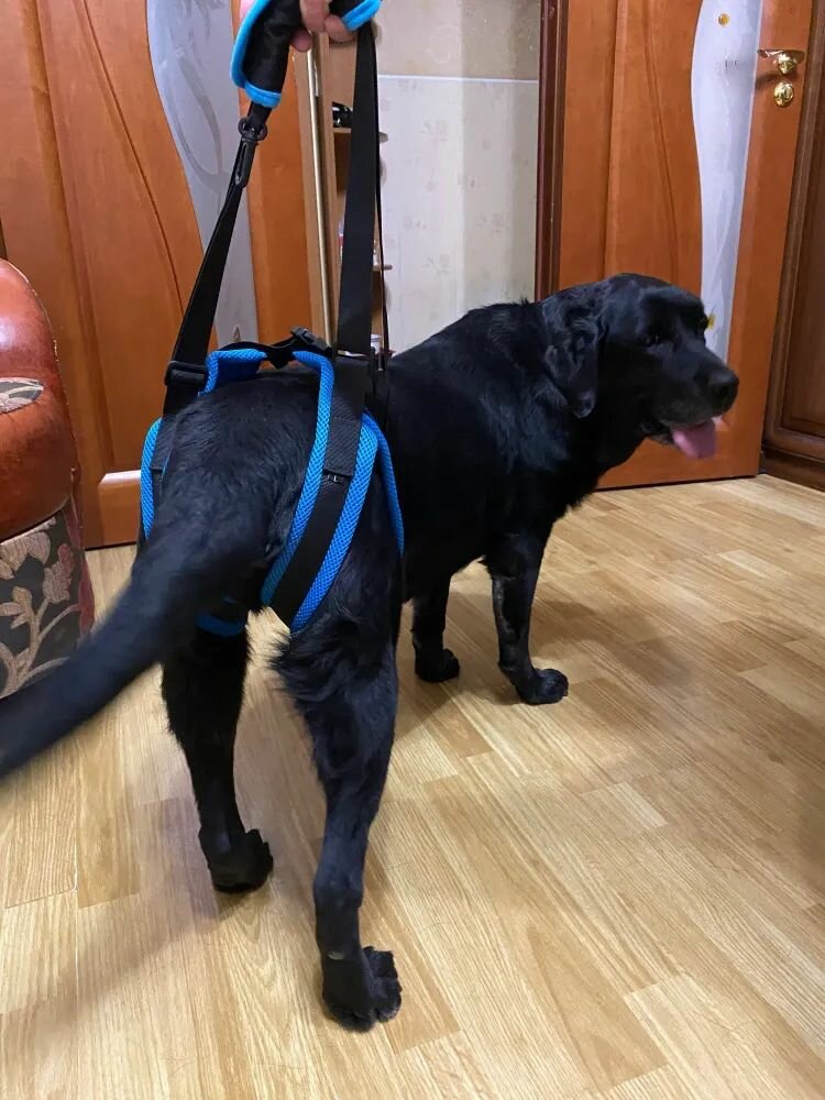 Ходунки для собак, поддержка задних лап пожилых и травмированных собак. Поддерживающая шлейка, размер S.