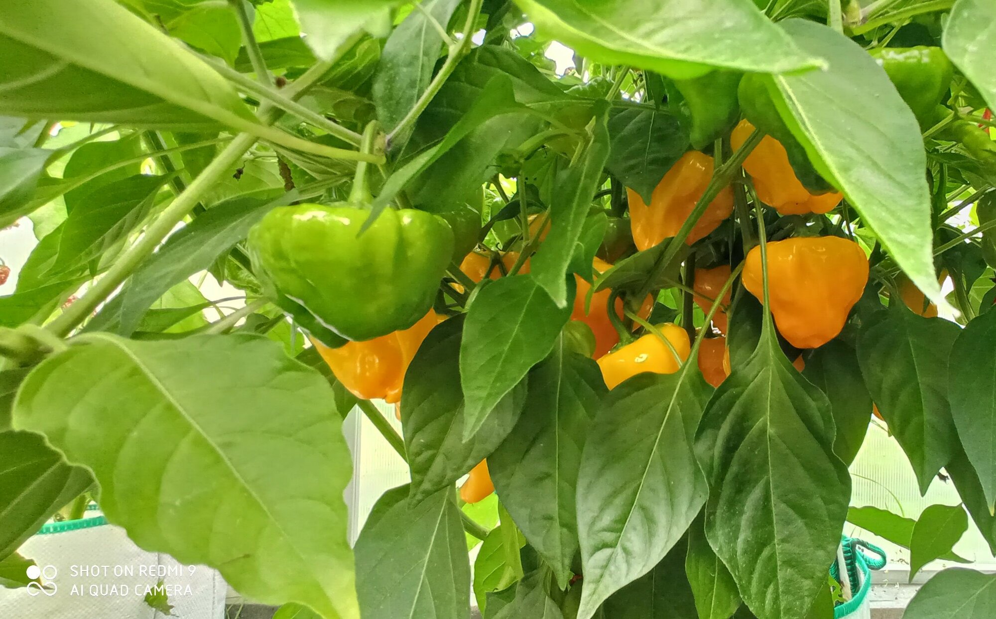 Семена Острого перца Jamaican Orange Hot 7шт+ бонус