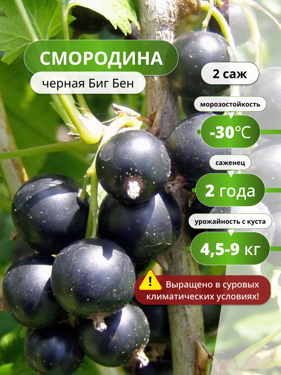 Смородина черная Биг Бен, крупноплодная, многолетняя, 2 саженца