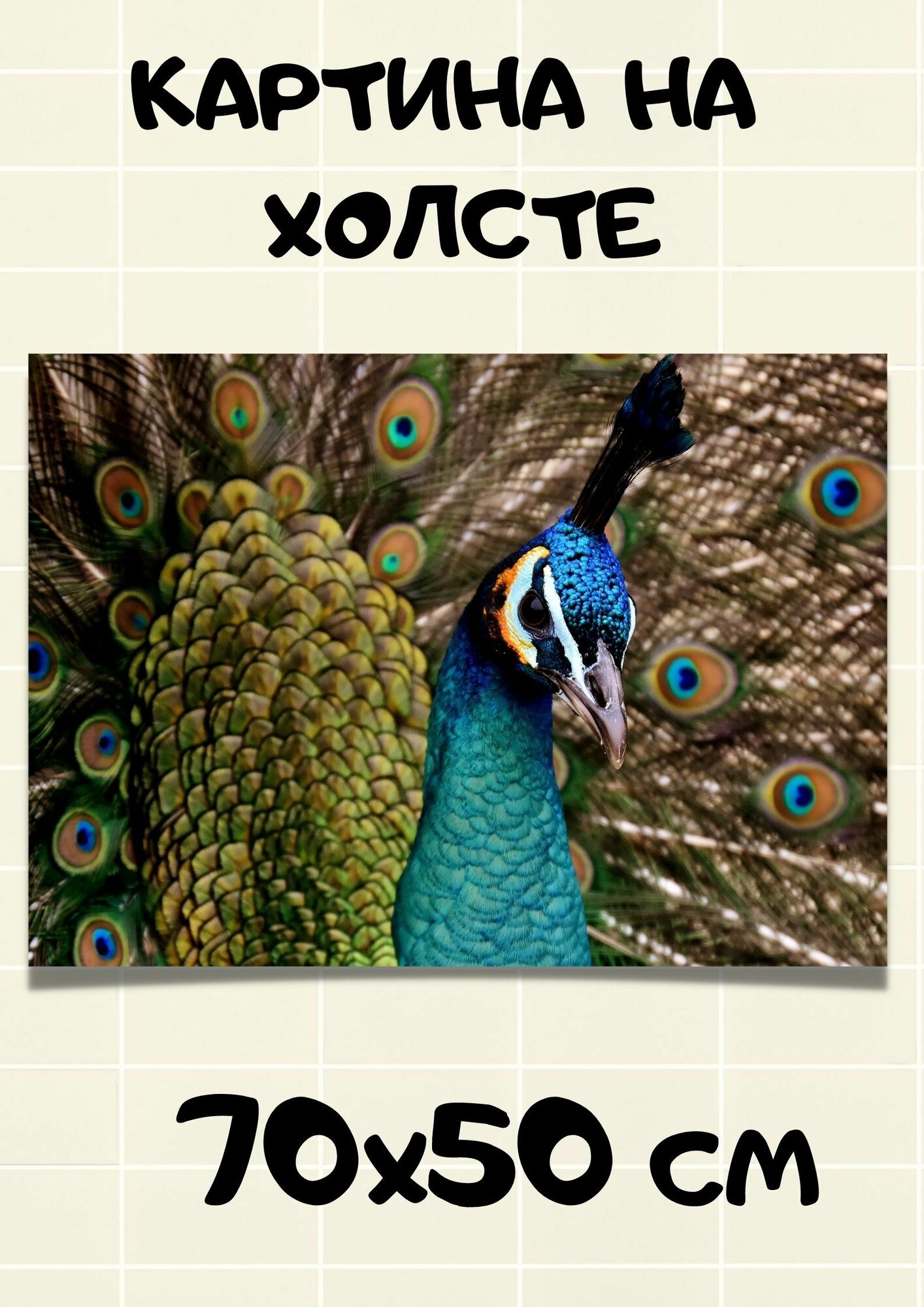 Картина с птицами "Яркий павлин" 70х50 см холст