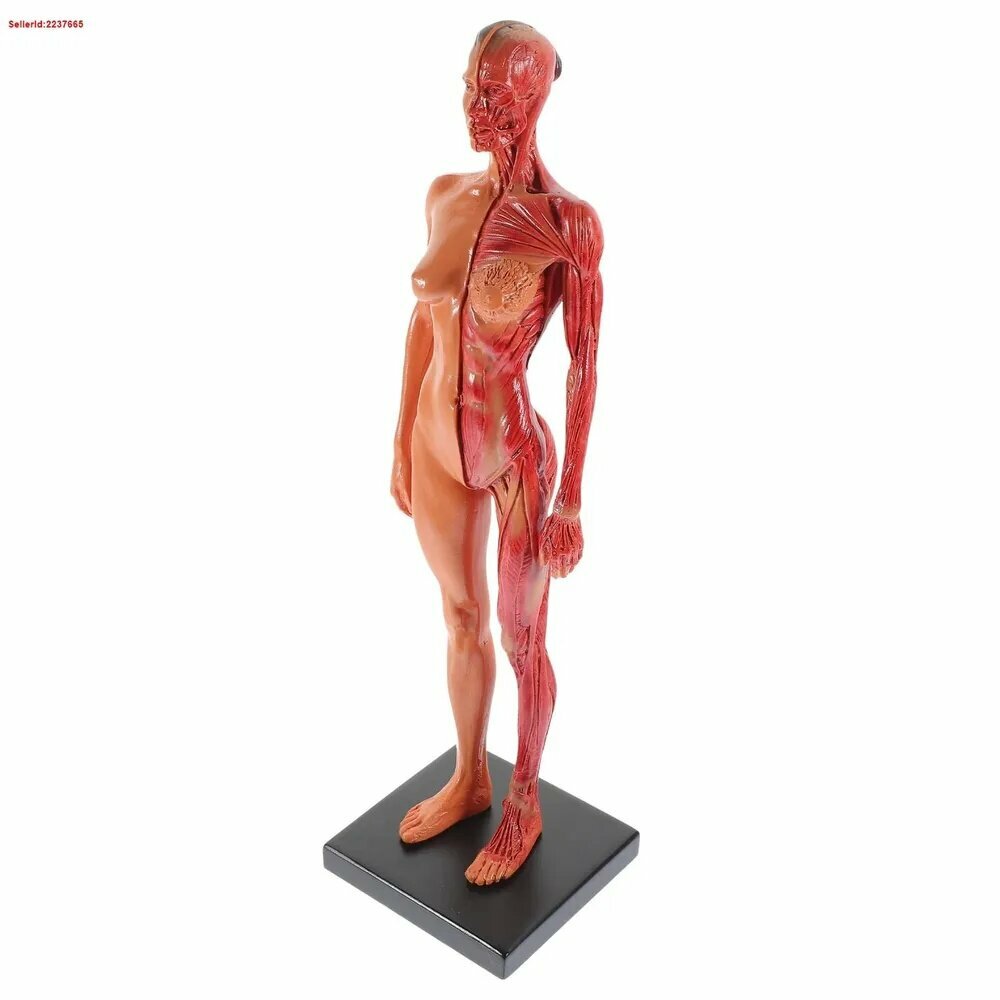 Анатомический манекен, модель мышечной структуры, изучение человеческих мышц, 28.50X8.00X7.50CM