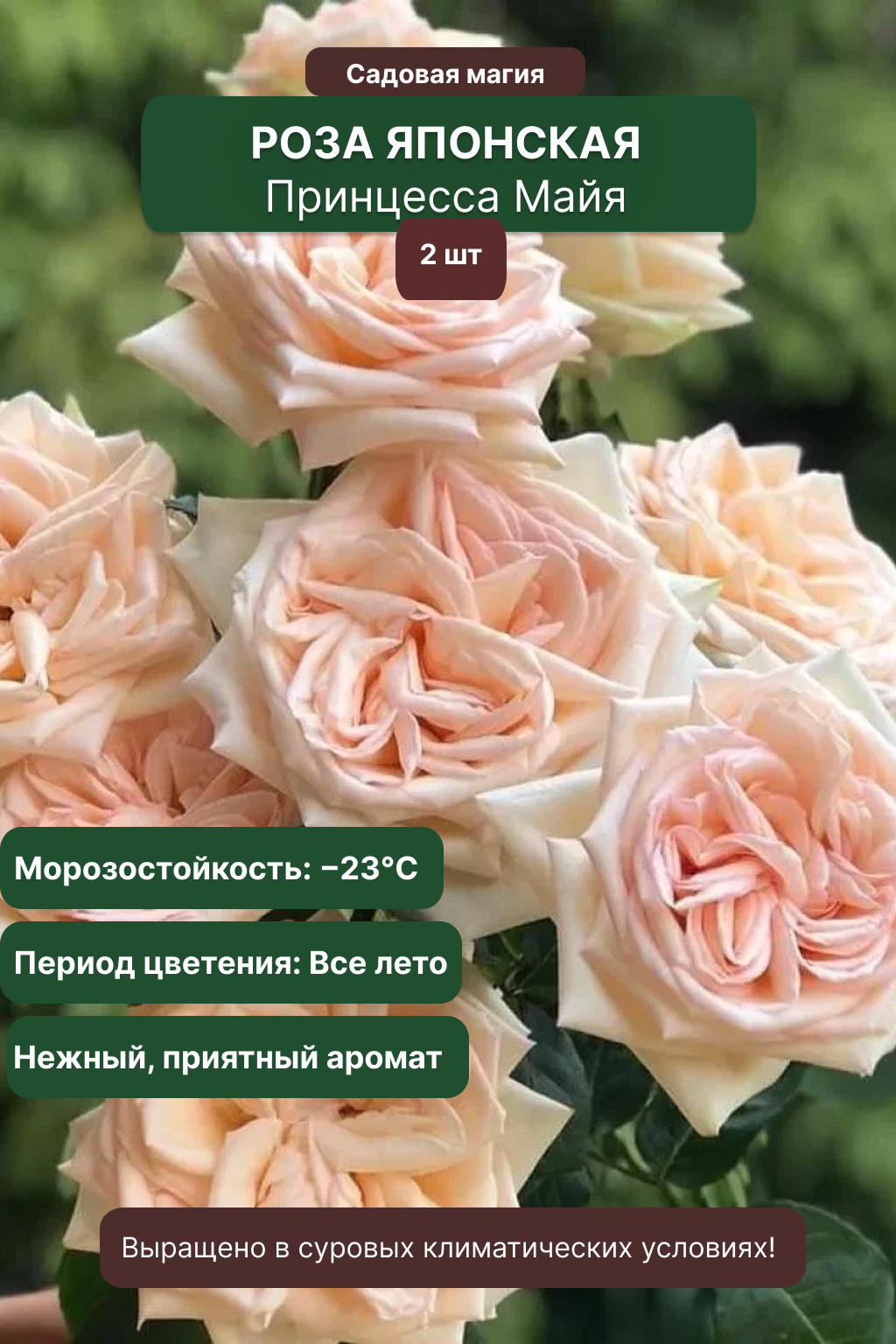 Роза японская Принцесса Майя / 2 шт, цвет розовый, многолетняя