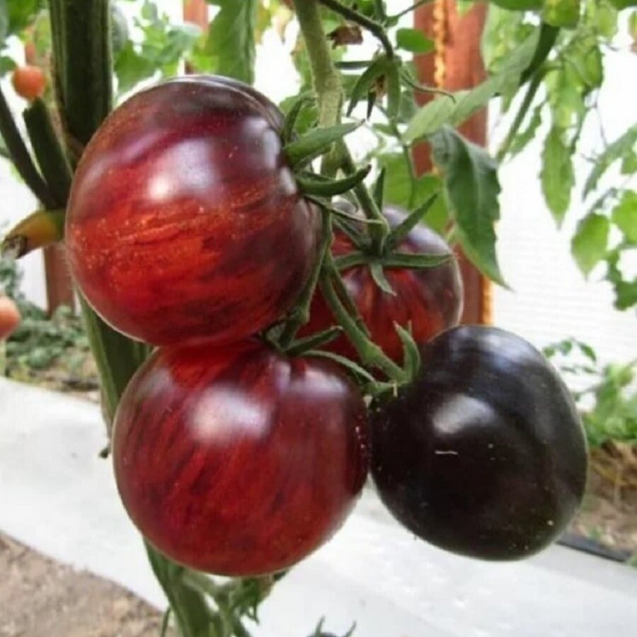 Семена Деодар Томат Королева ночи 10 шт.