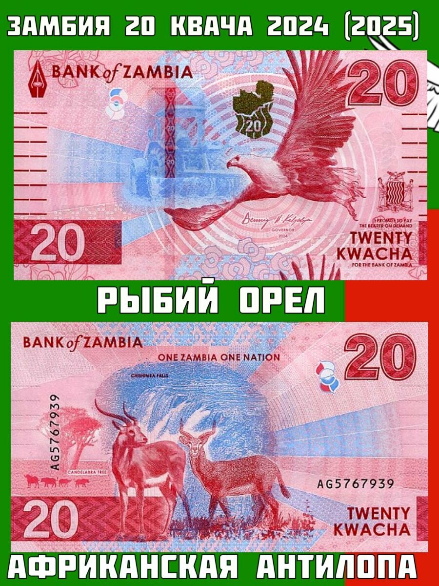 Замбия 20 квача 2024 (2025) Африканская антилопа UNC