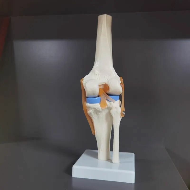 Анатомическая модель