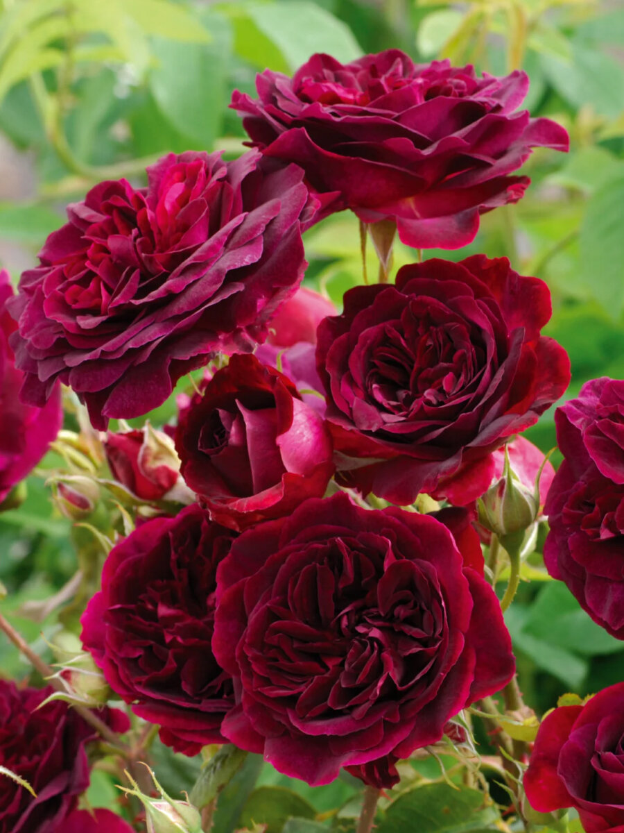 Роза английская Манстед Вуд (Munstead Wood) , 2 саж, многолетняя