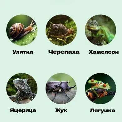 Дождевая система для террариума — фото 1