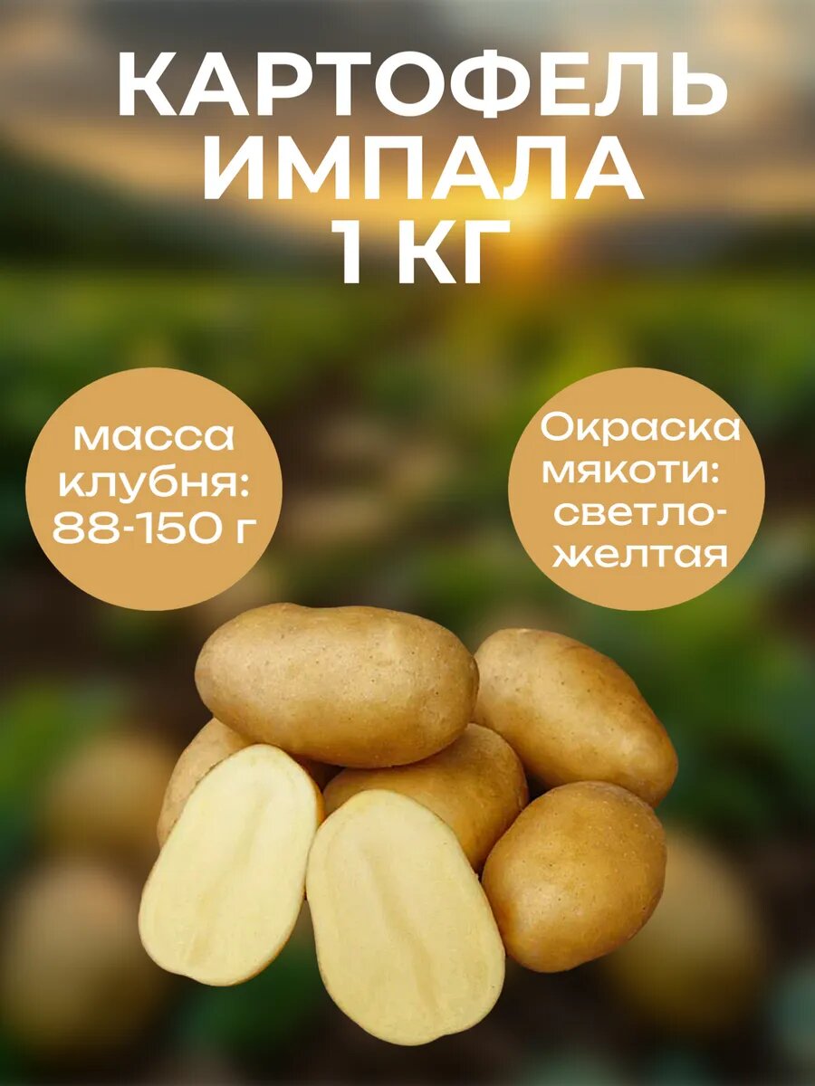 Картофель семенной Импала, 1 кг