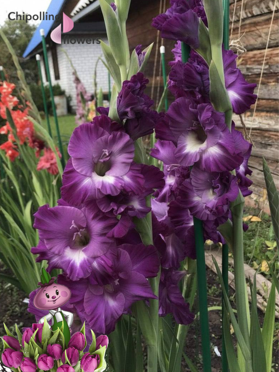Луковицы цветов, chipollino flowers, Гладиолус VUVUZELA FRIZZLE (5 луковиц)