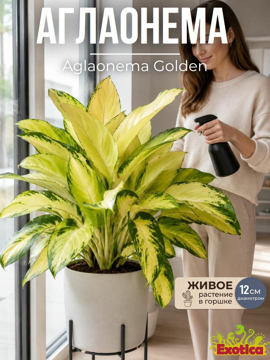 Аглаонема Голден (Aglaonema Golden) D12см, живой цветок