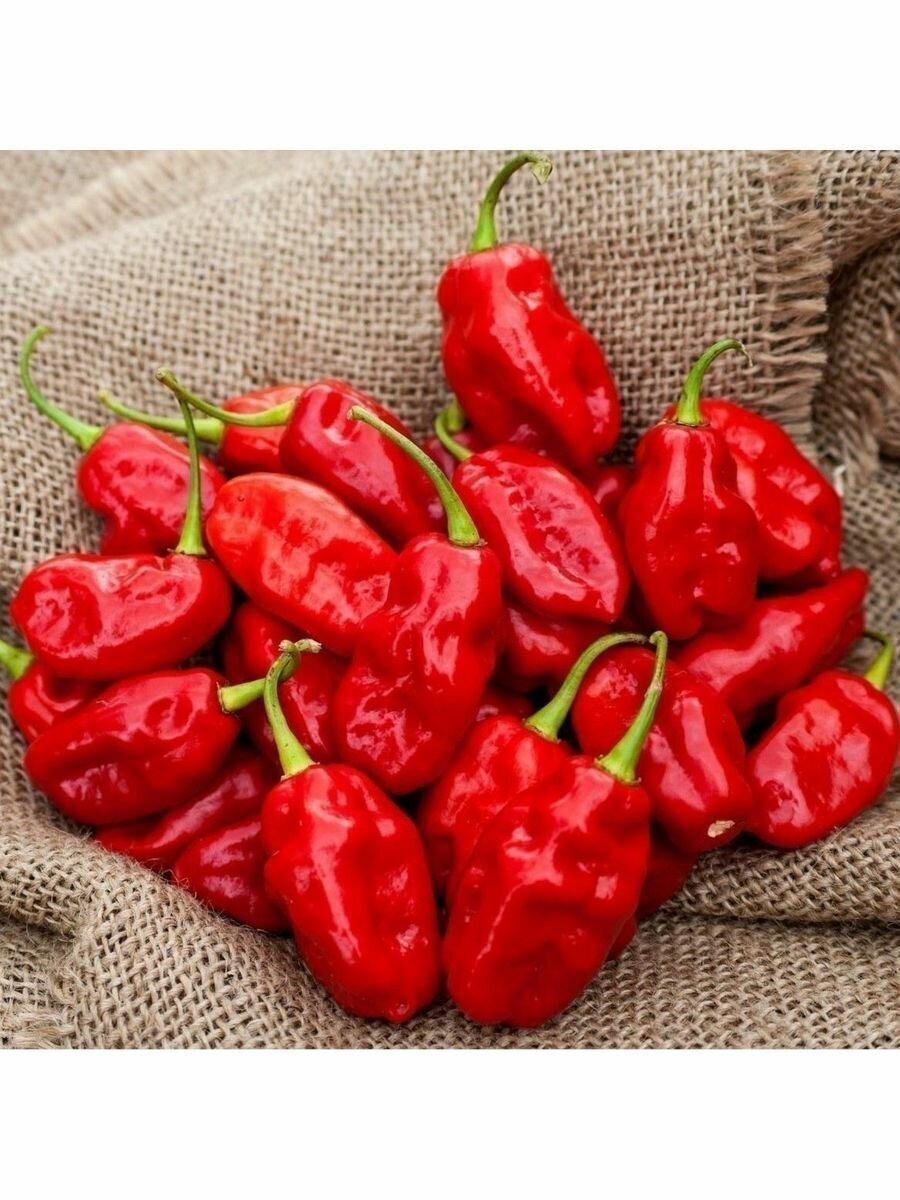 Семена Перец Острейший (Хабанеро Hot) 7 шт.