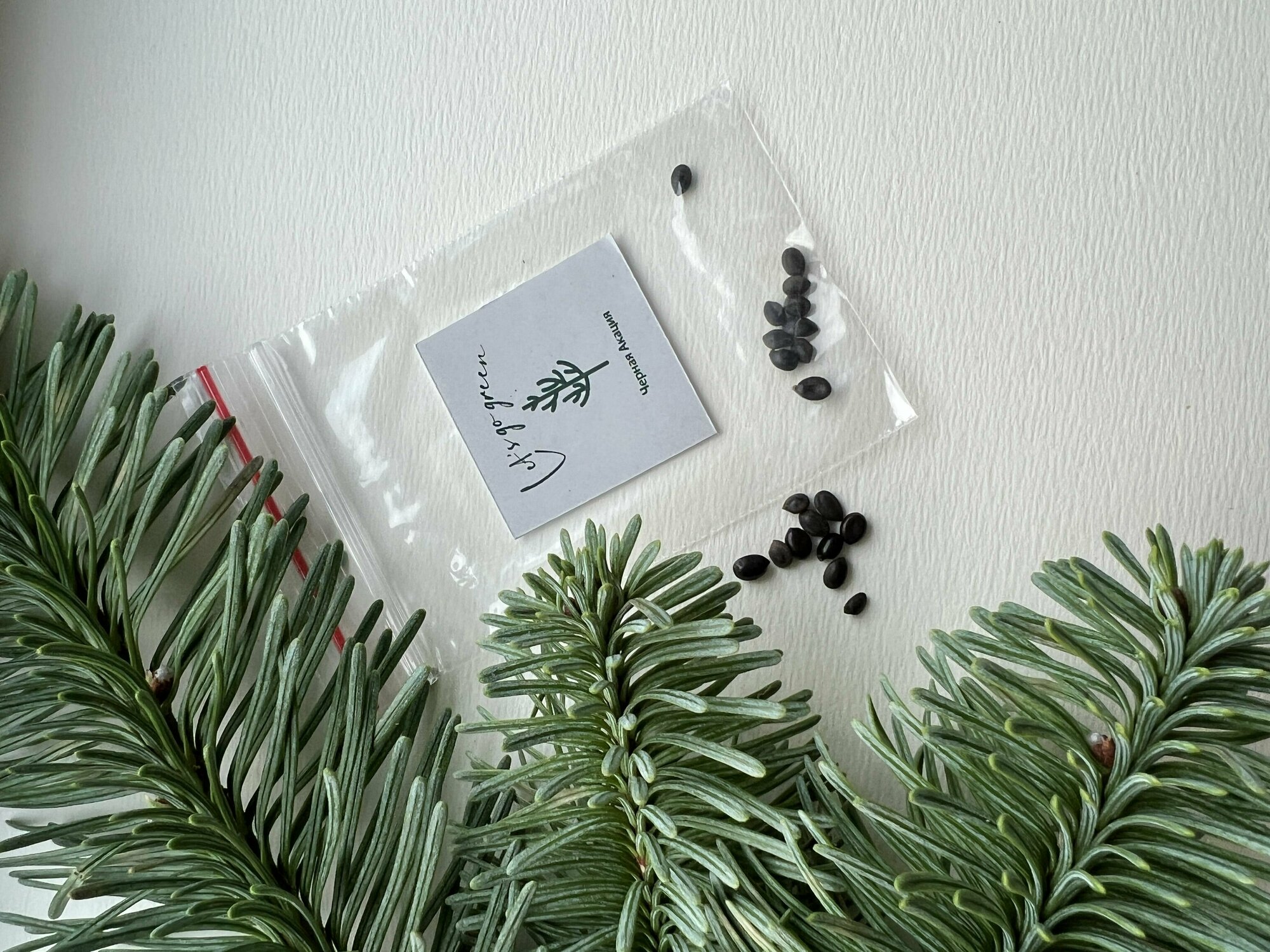 Семена Черная Акация