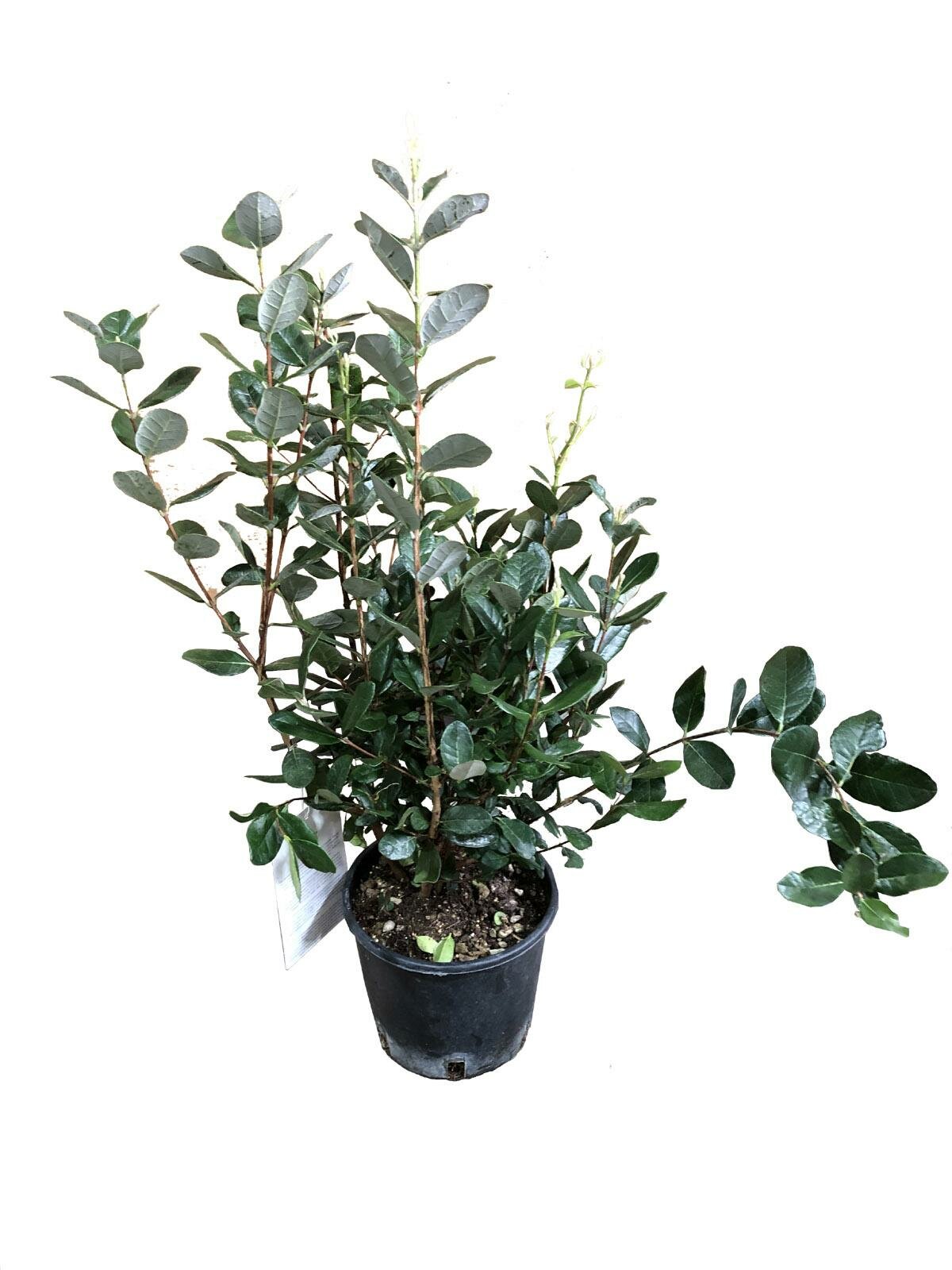 Псидиум, или Гуава - Psidium D17 H70