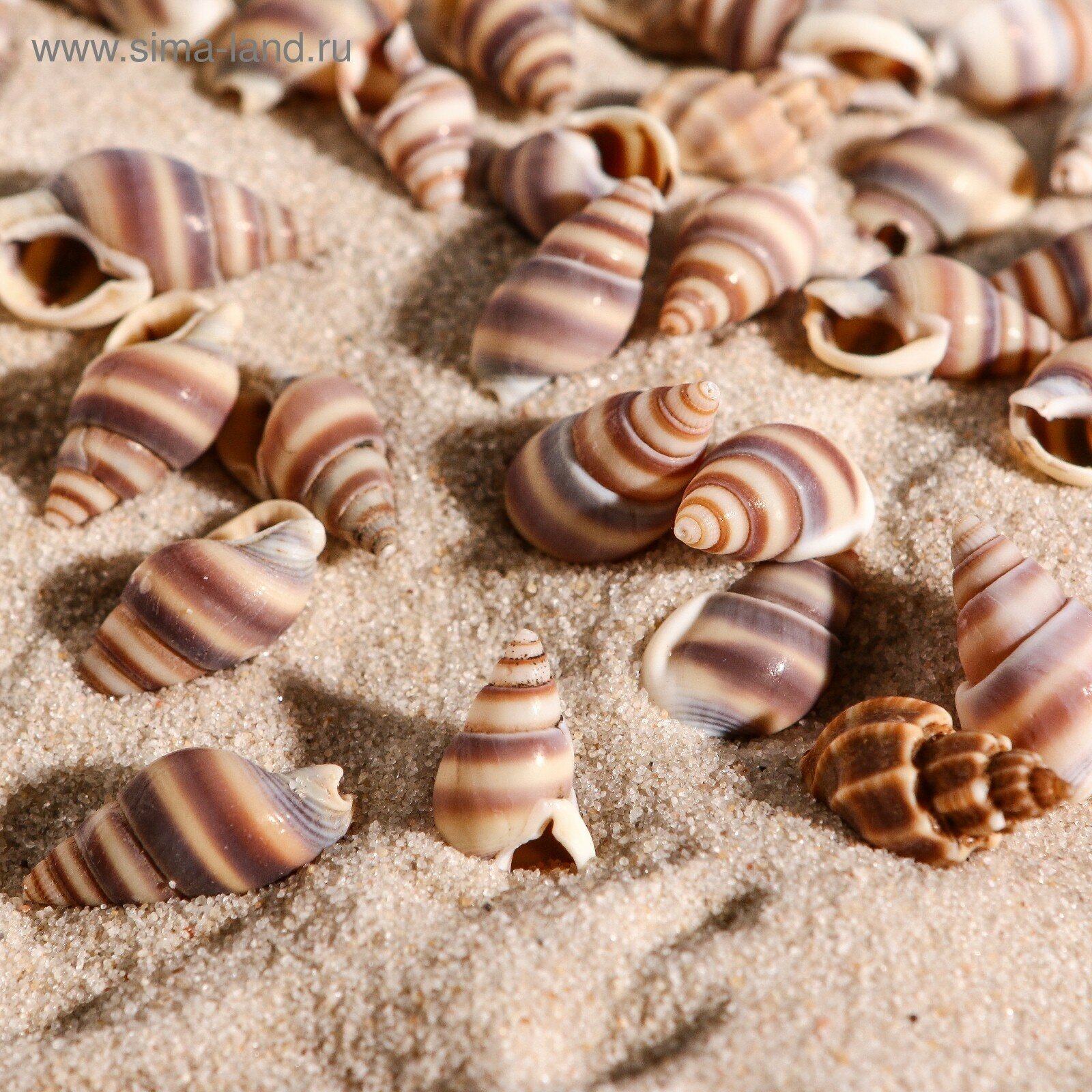 Набор ракушек Пижон Aqua, для аквариума, коричневые, размер 1-2 см, 1 шт