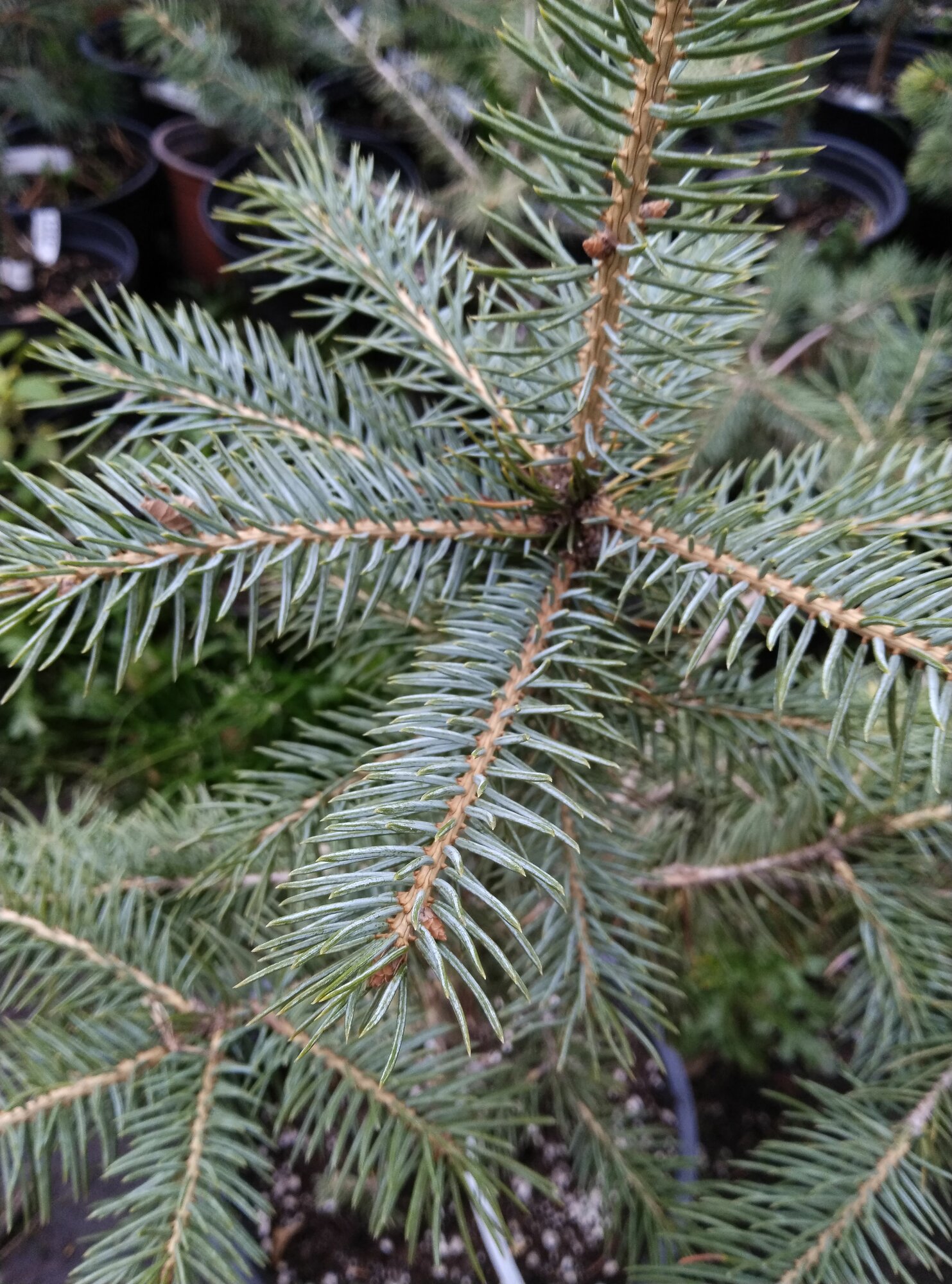 Ель колючая Супер Блю Сидлинг, корнесобственный