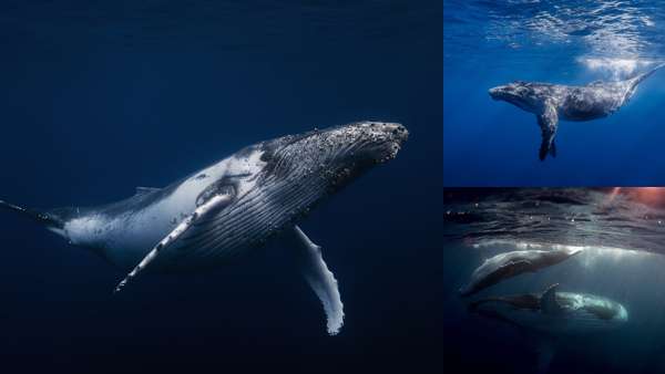 Кит горбач красивое: фото, изображения и картинки