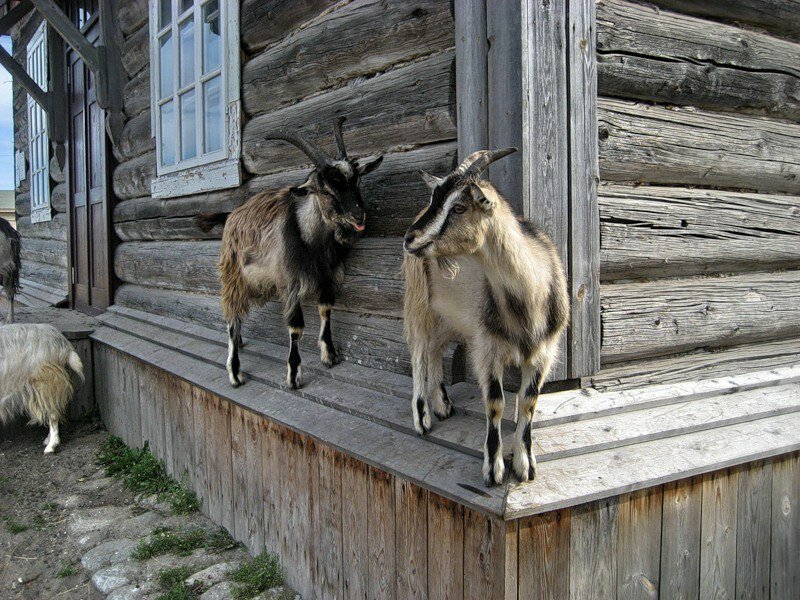 Фотографии деревенских животных коза: фото, изображения и картинки